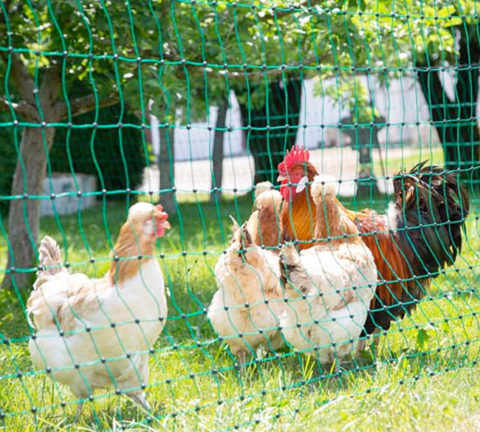 Poultry Netting - FarmFencing.ca