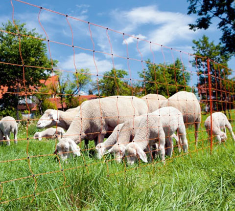 Sheep and Goat Netting - FarmFencing.ca