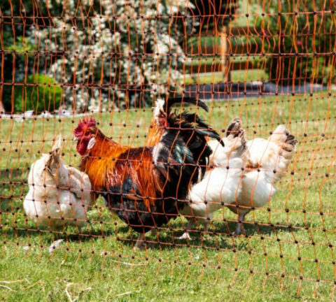 Poultry Netting - Orange - FarmFencing.ca